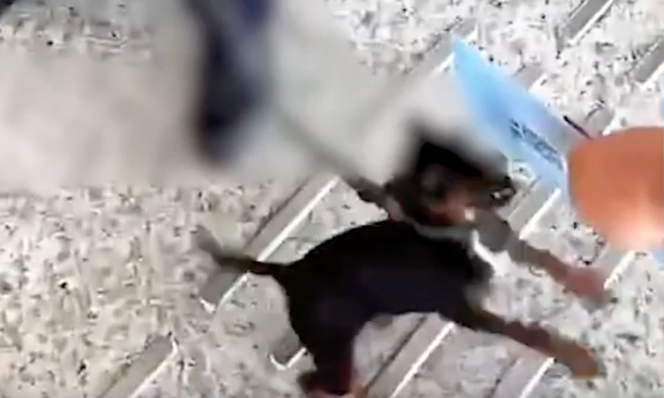 Is Nanjing’s Cute Little Guy the Smallest Sniffer Dog in the World ...