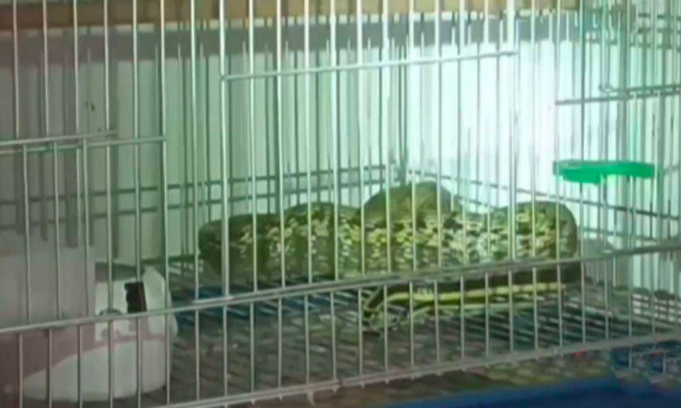 Snake Trapped in Bird Cage in Huai’an; Had Eaten 2 Parrots | The Nanjinger