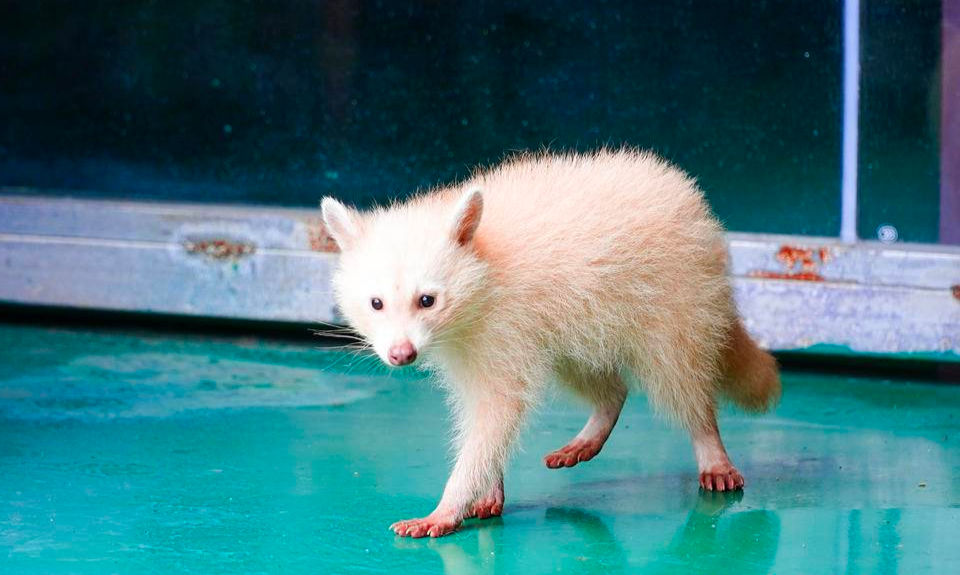 Albino Racoon! Xuzhou Zookeepers Seek Mate for Extremely Rare Species ...