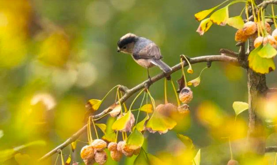 Biodiversity Survey Finds 39 Rare & Protected Species in Zhangjiagang ...