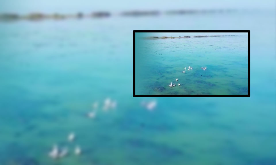 1st Winter Geese Arriving at Shijiu Lake in Nanjing Coincide with ...
