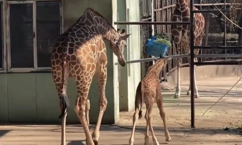 1.85 Meters Tall at Birth! Who’s the Newest Member of Nanjing Zoo’s ...