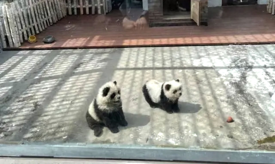 Scandal Erupts as Dogs Dyed to Look Like Pandas in Taizhou Zoo | The ...